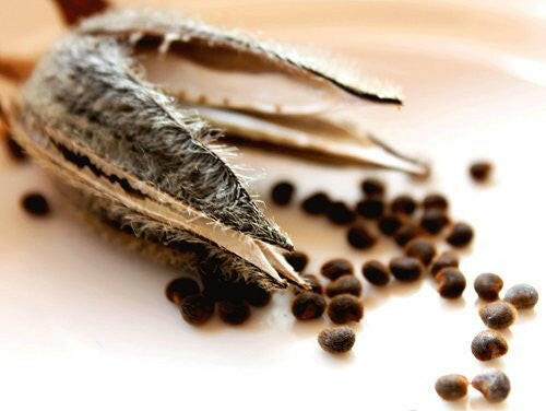 Ambrette Seed Oil | Pure & Premium | Shop Now - Essential Oils Company