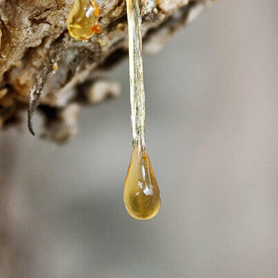 Gurjun balsam Oil, Gurjun balsam Oil Uses and Benefits, Gurjun balsam ...