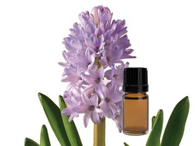 Hyacinth Absolute Uses and Benefits, Hyacinth Oil Wholesale – Essential ...