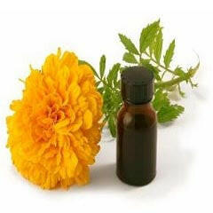 Marigold Oil, Marigold Oil Uses and Benefits, Marigold Oil Wholesale ...